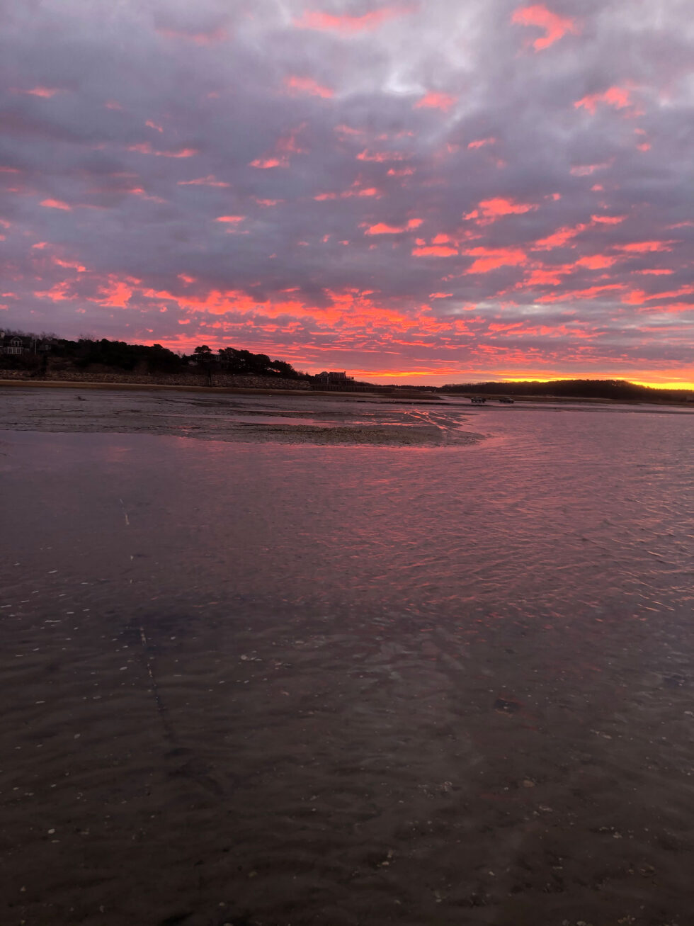 Our Oysters - The Pearl